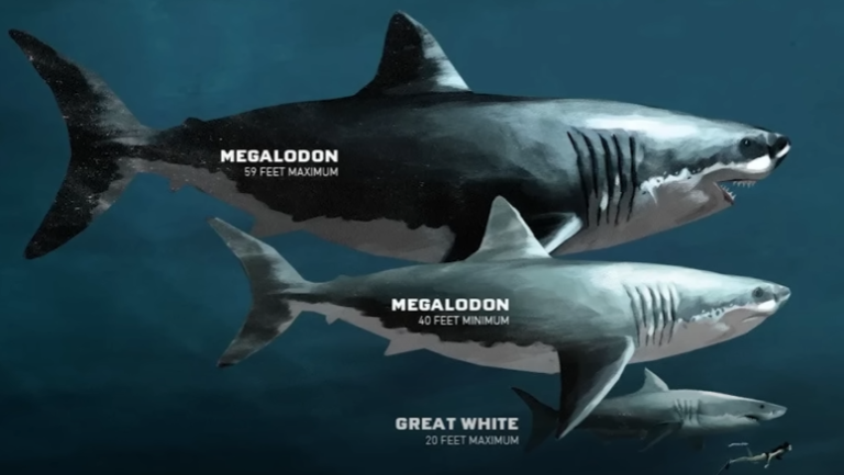 Megalodon’s Untold Chapter: Scientists Uncover a Groundbreaking Clue ...