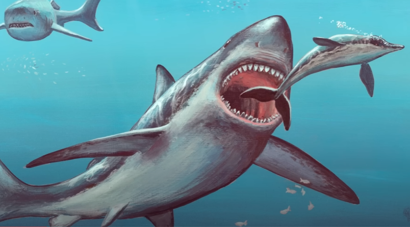 Megalodon’s Untold Chapter: Scientists Uncover a Groundbreaking Clue ...