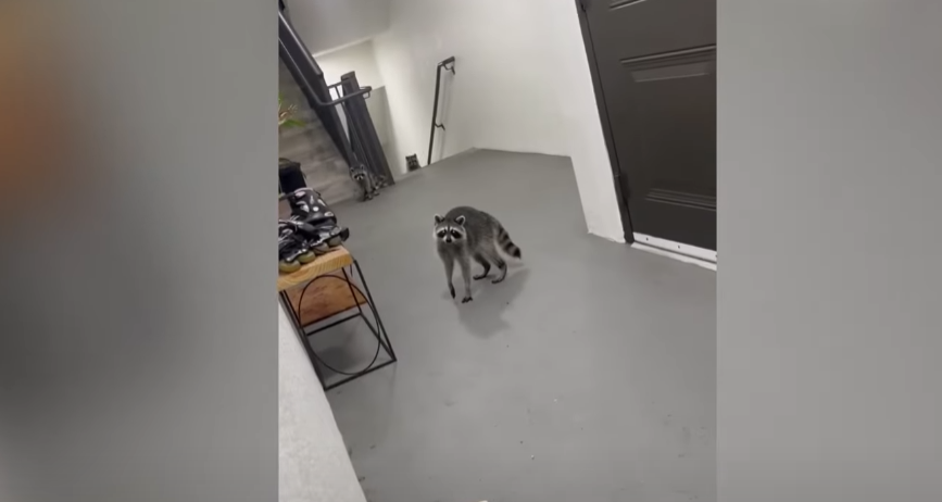 Florida’s Taco Thieves: Raccoon Gang Targets DoorDash Deliveries – The ...