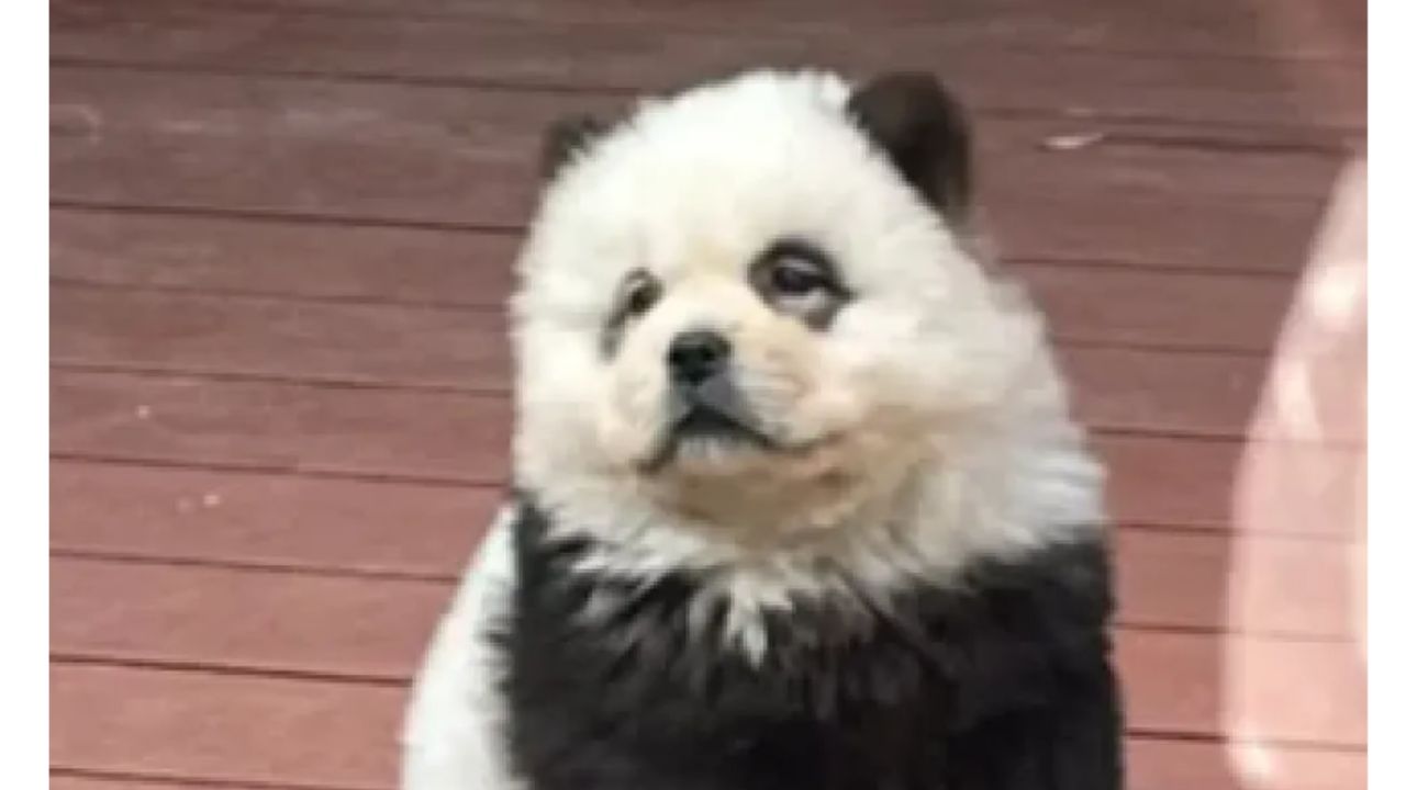 China Zoo Panda dogs to like Panda – The Published Reporter