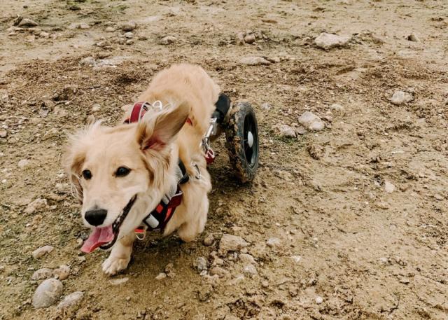 Texas dachshund “wheelie weenie” goes viral showing life on wheels ...